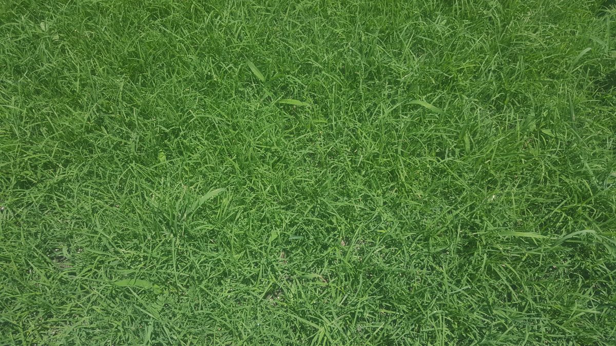 BERMUDA TRIANGLE BERMUDAGRASS – Buffel Grass Seed Company