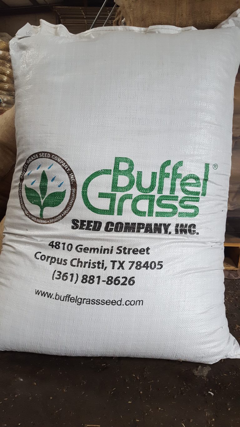 BUFFEL T-4464 – Buffel Grass Seed Company